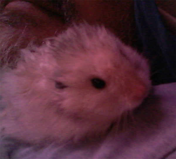 Ralphie Boy | Bands I Useta Like